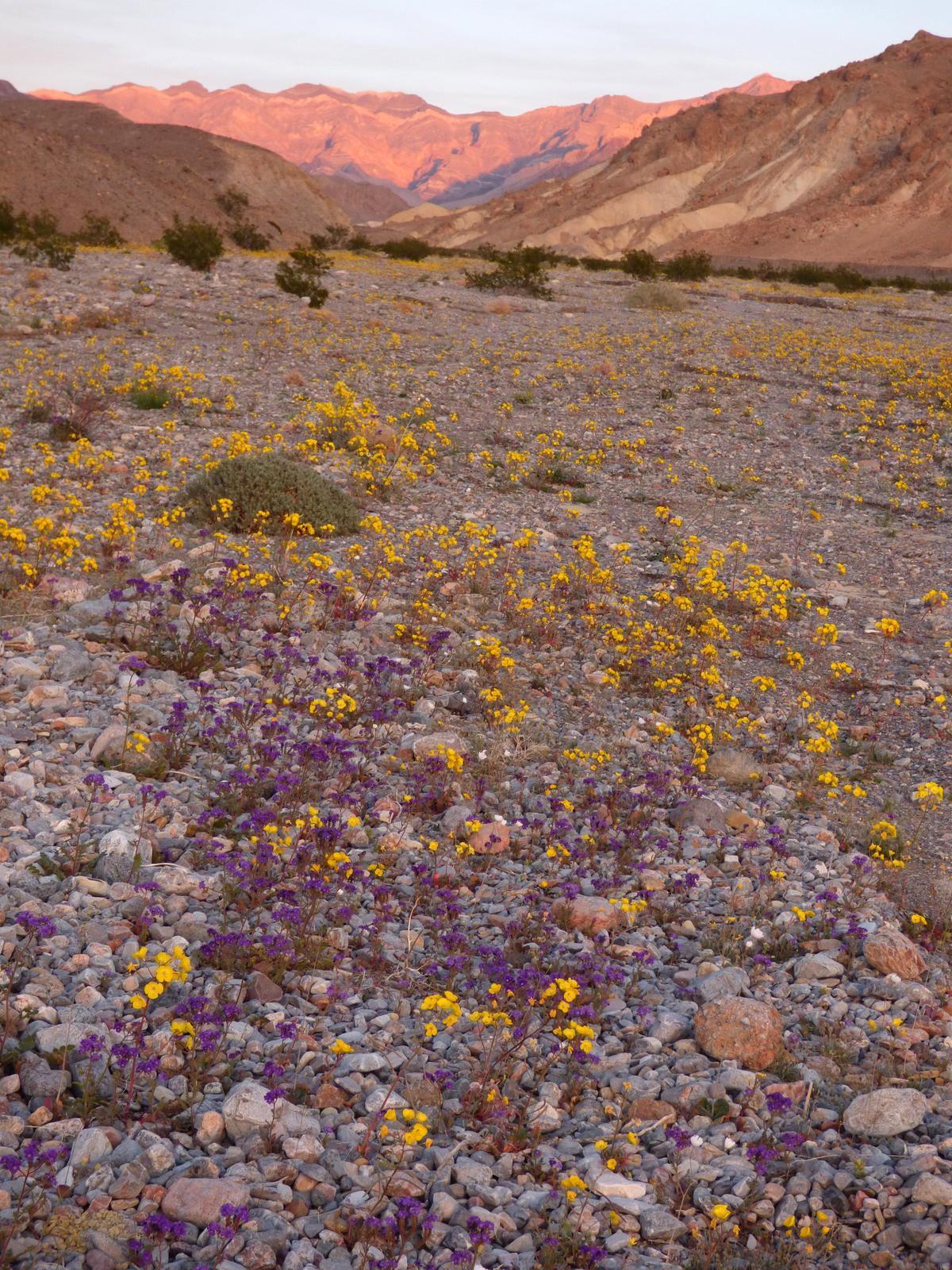 Death Valley National Park