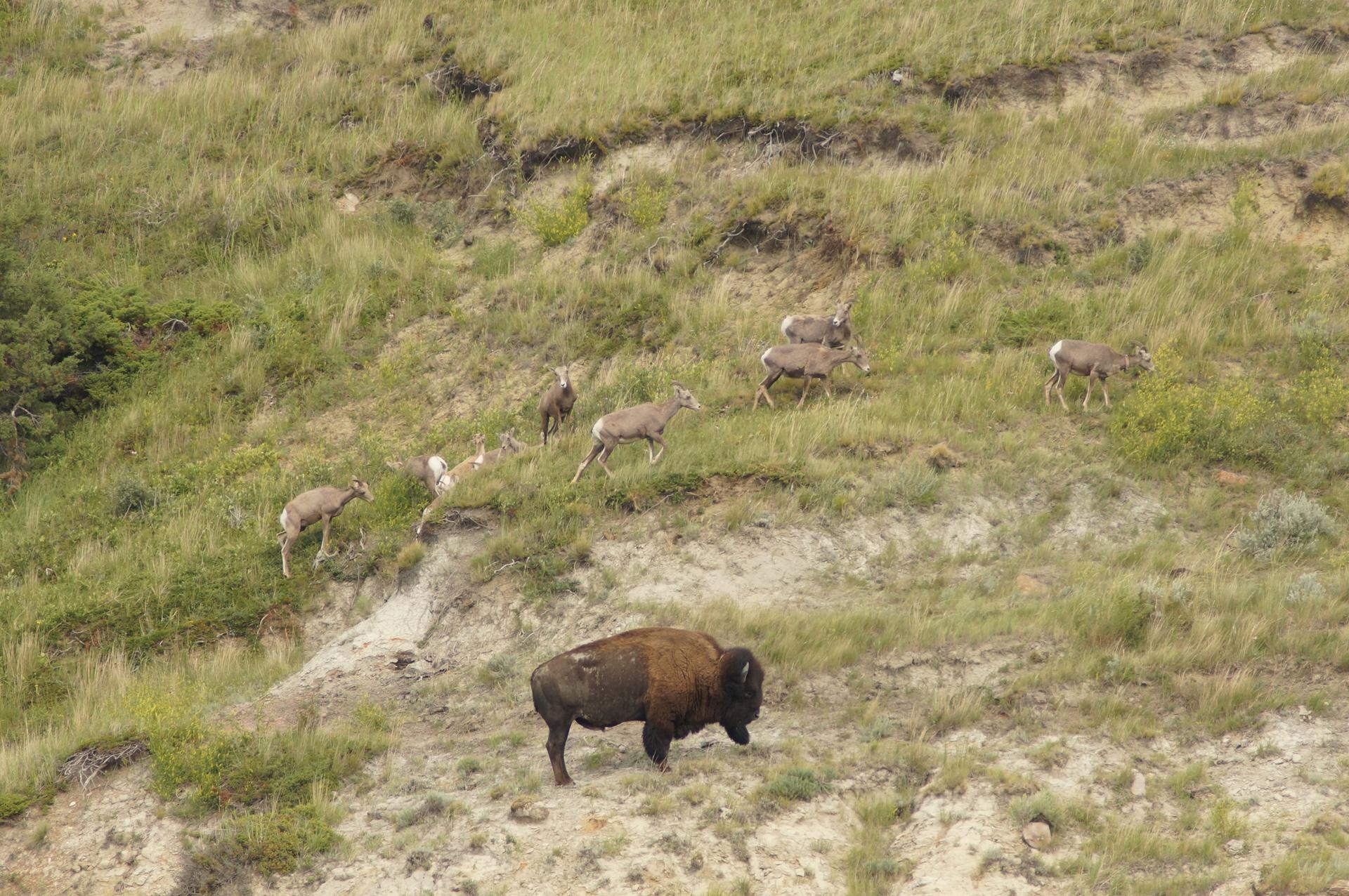Theodore Roosevelt National Park
