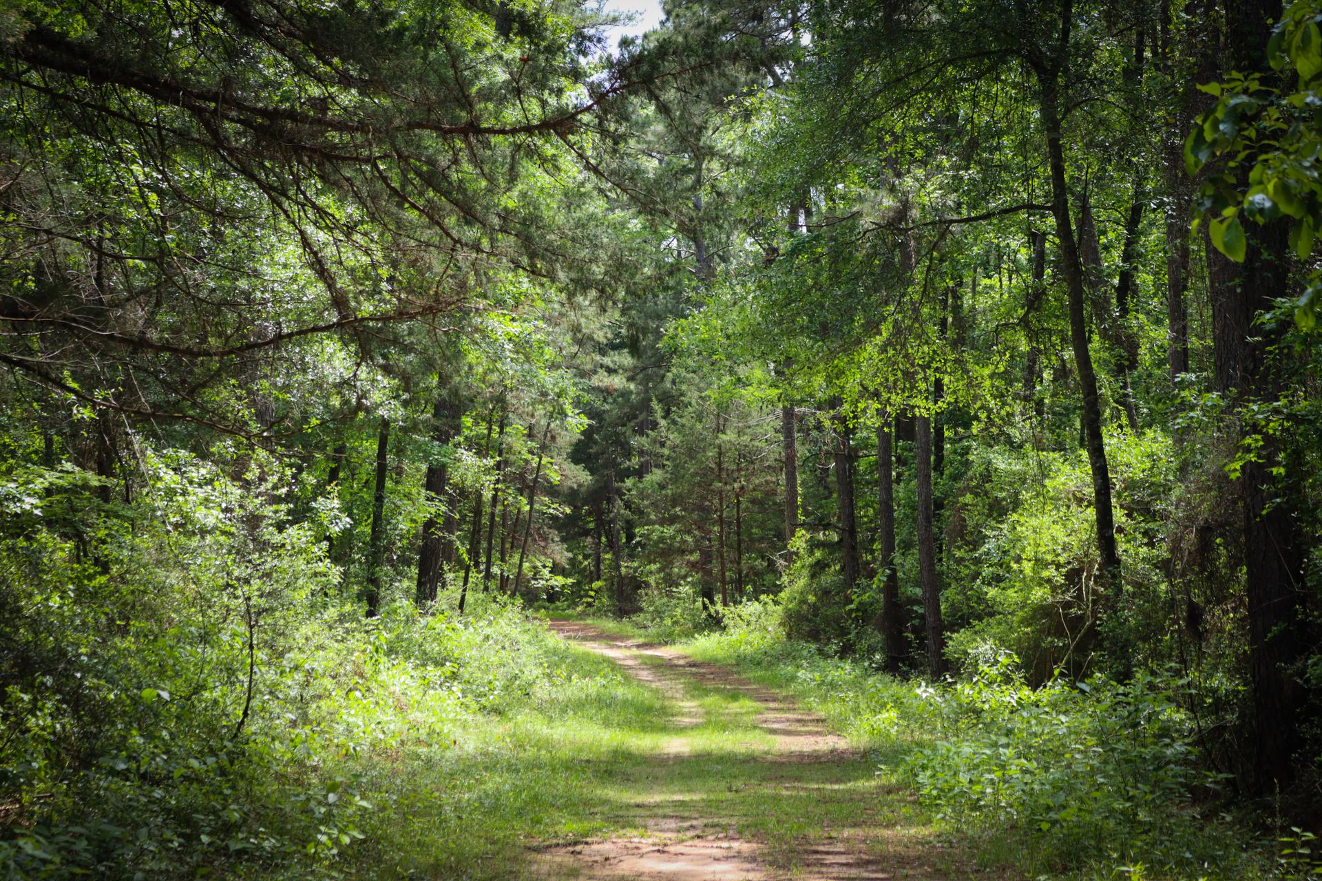 Big Thicket National Preserve