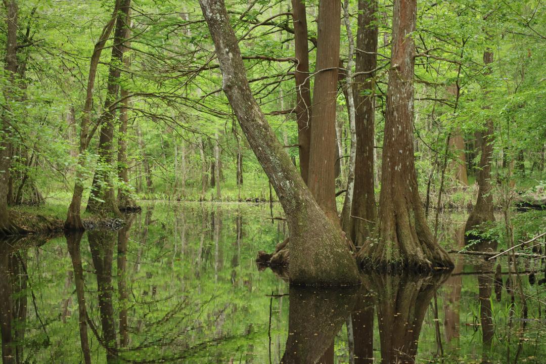 Big Thicket National Preserve