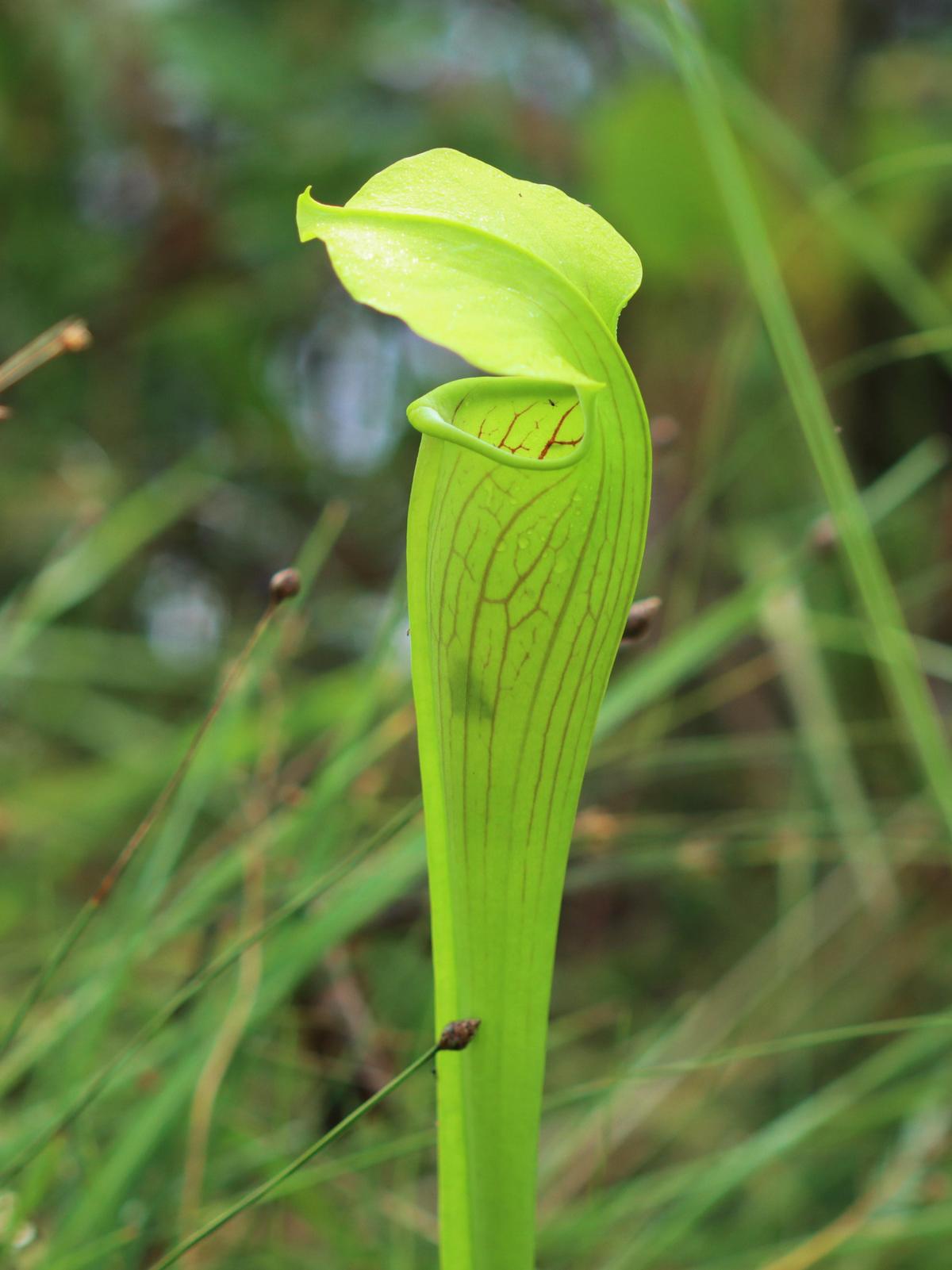 Big Thicket National Preserve