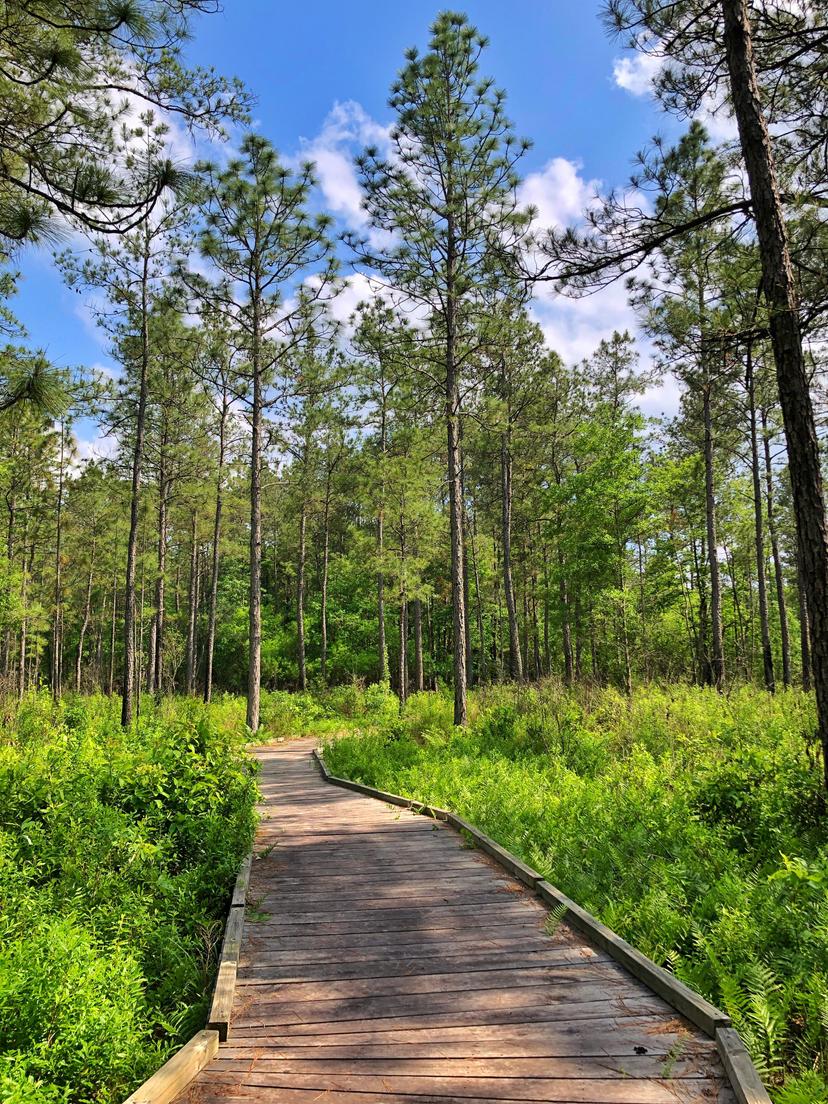 Big Thicket National Preserve