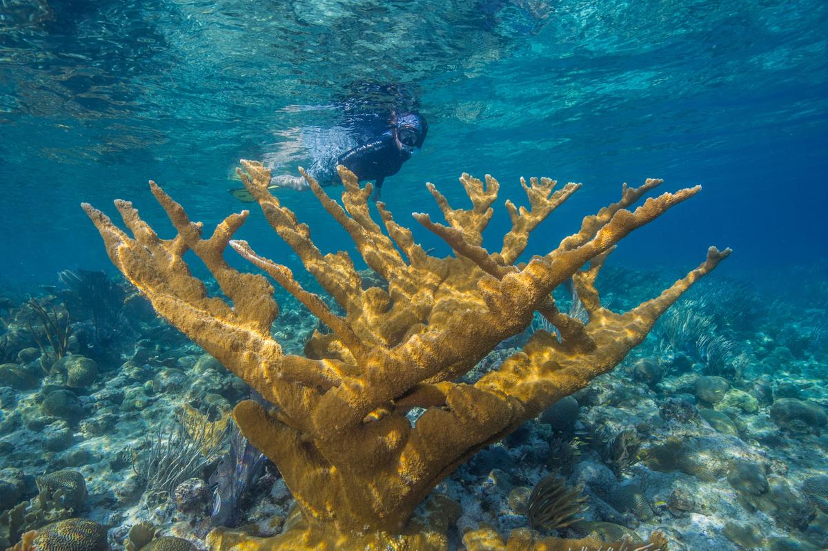 Buck Island Reef National Monument