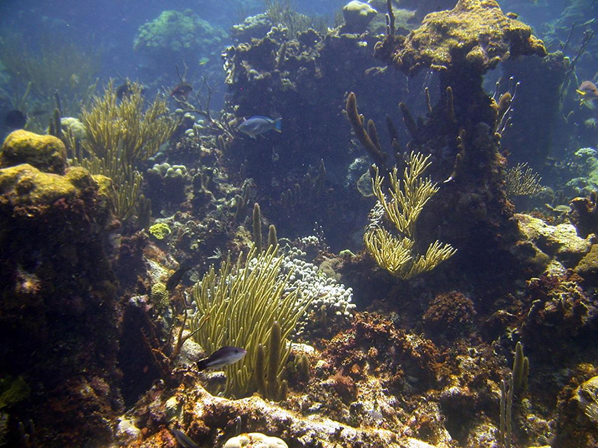 Buck Island Reef National Monument