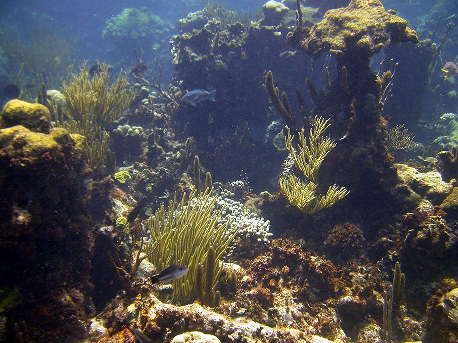 Buck Island Reef National Monument