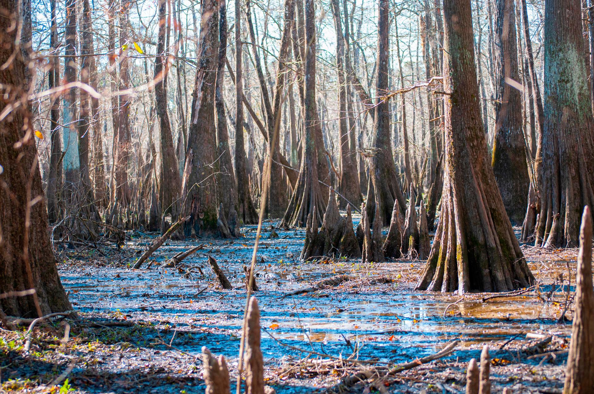 Big Thicket National Preserve